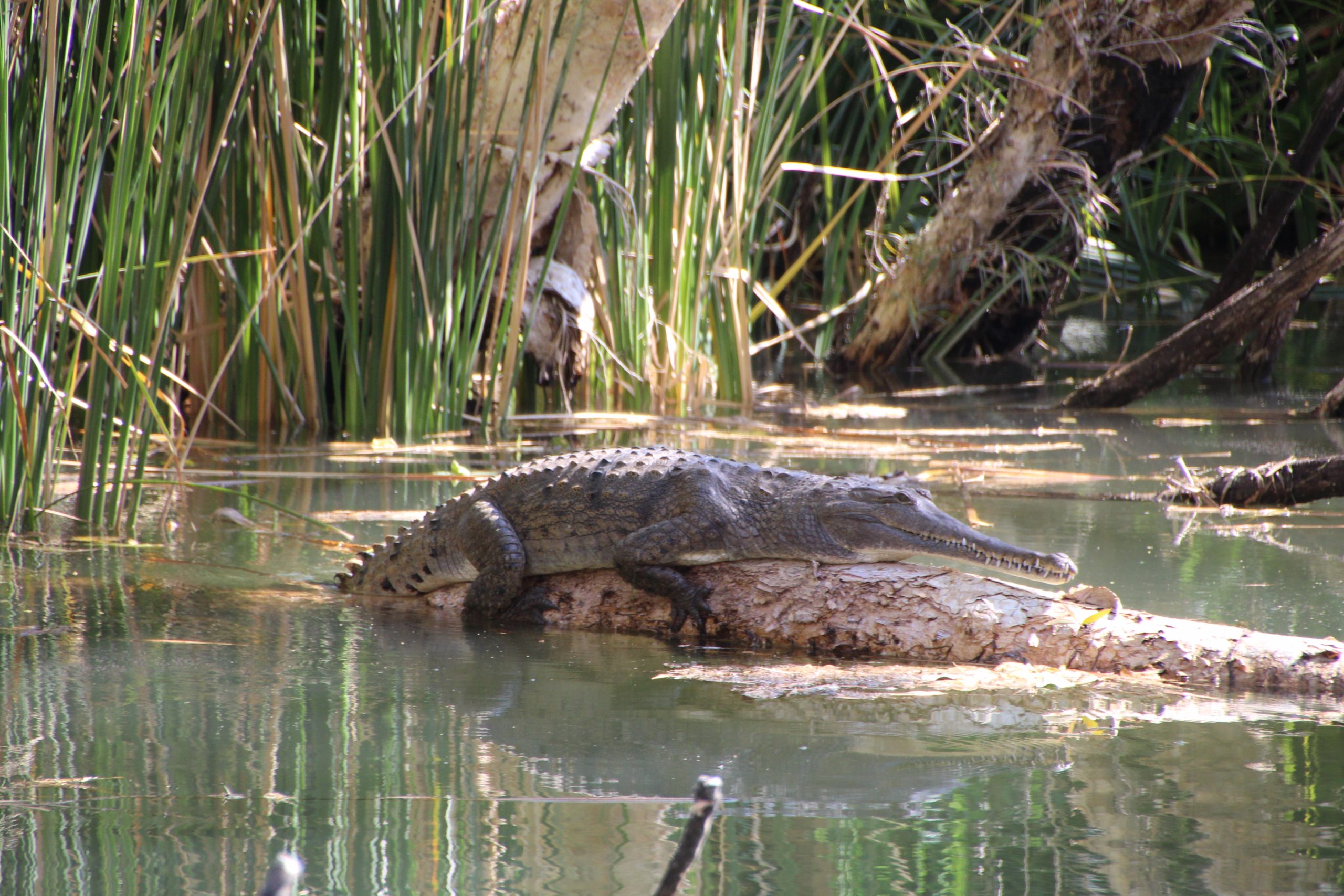 Ord River Discoverer with Sunset - Kimberley Experiences